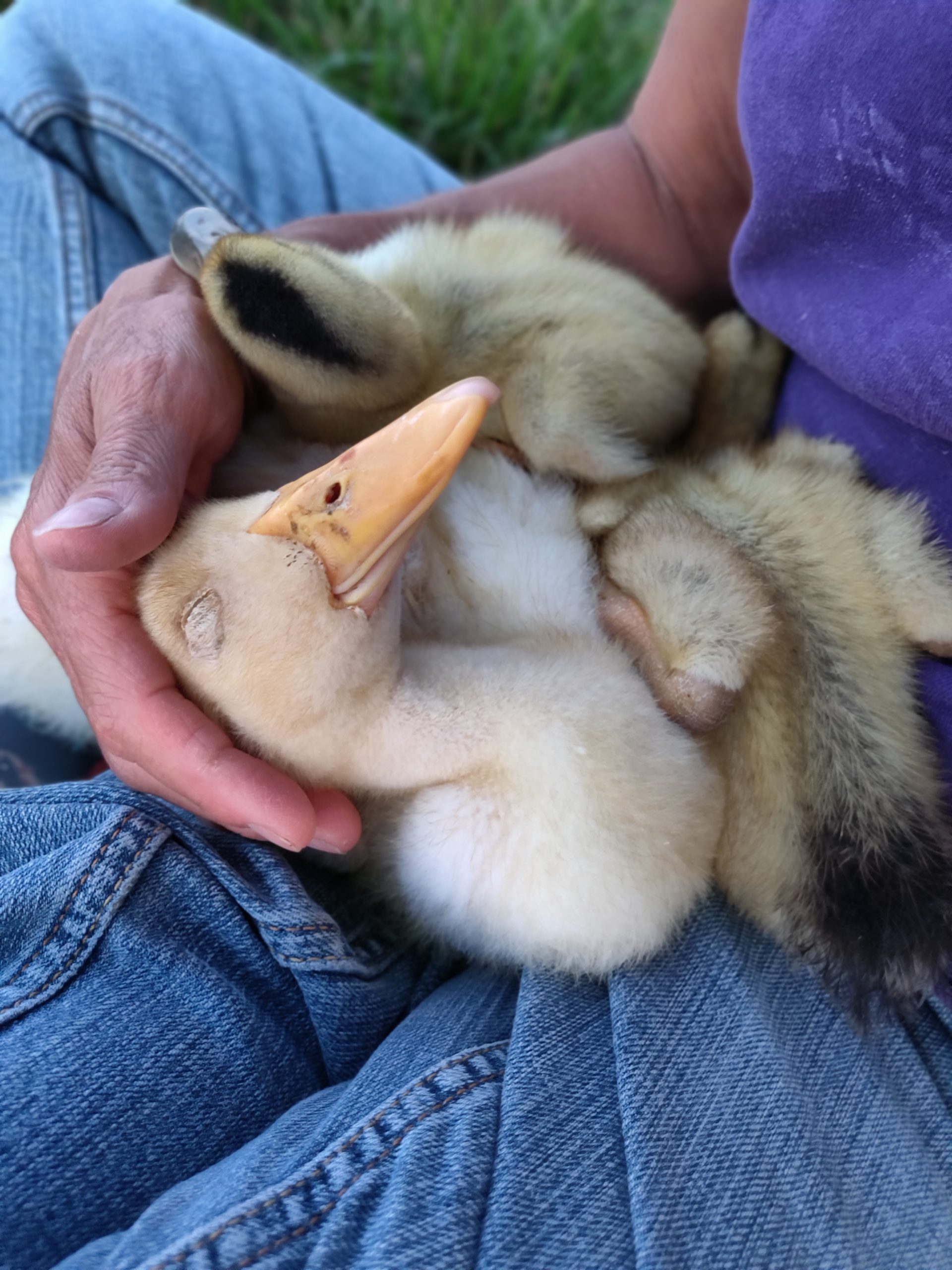 The Secret Life of Poultry: Topper the Topsy Turvy Duck - Backyard Poultry